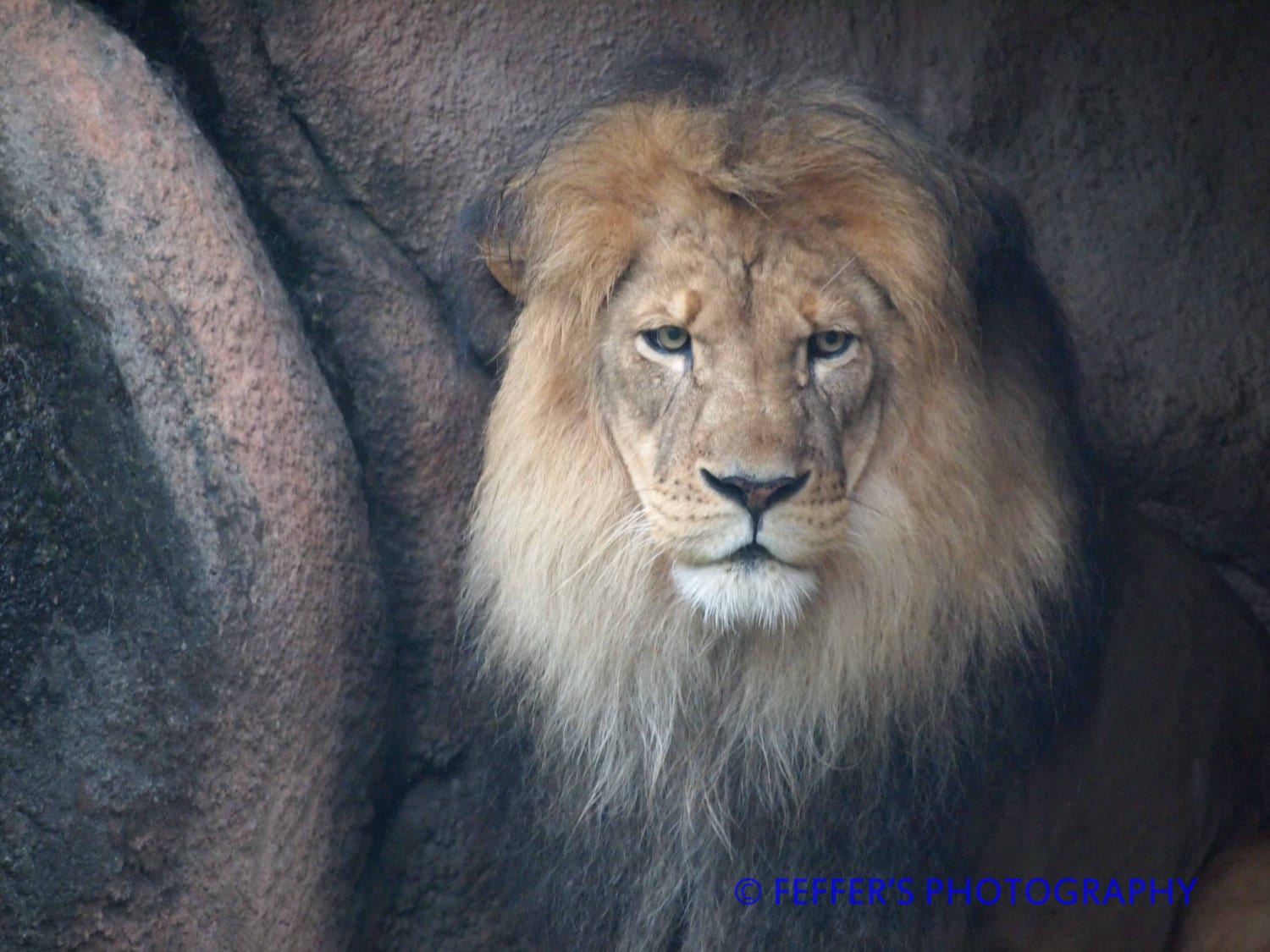 African Male Lion Looking Out From His Cave -zoo Photography 8x10 or ...