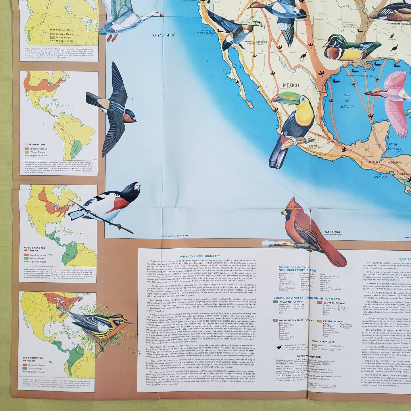 Bird Migration Map of North America, Vintage 1960 Rand Mcnally ...