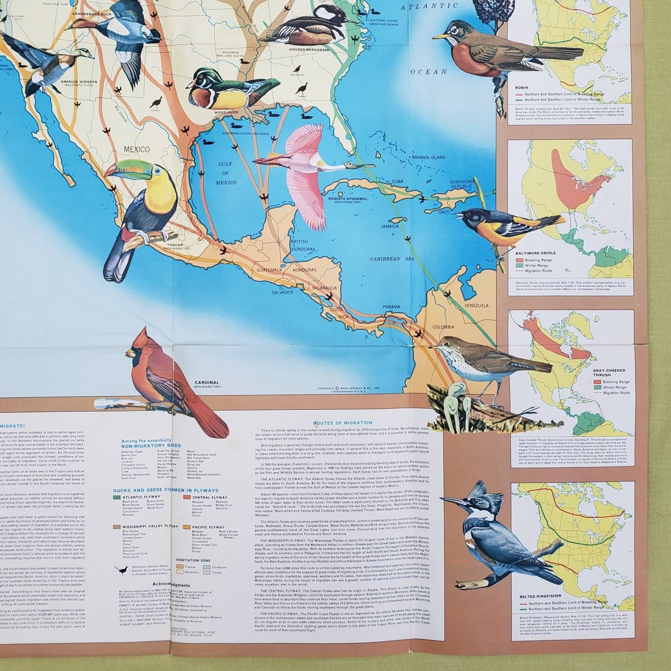 Bird Migration Map of North America, Vintage 1960 Rand Mcnally ...