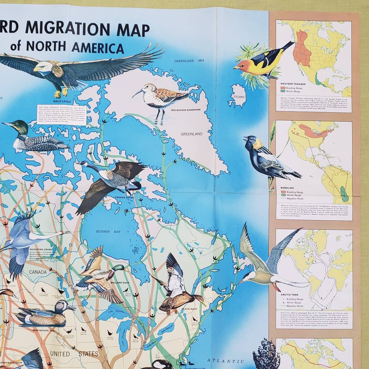 Bird Migration Map of North America, Vintage 1960 Rand Mcnally ...