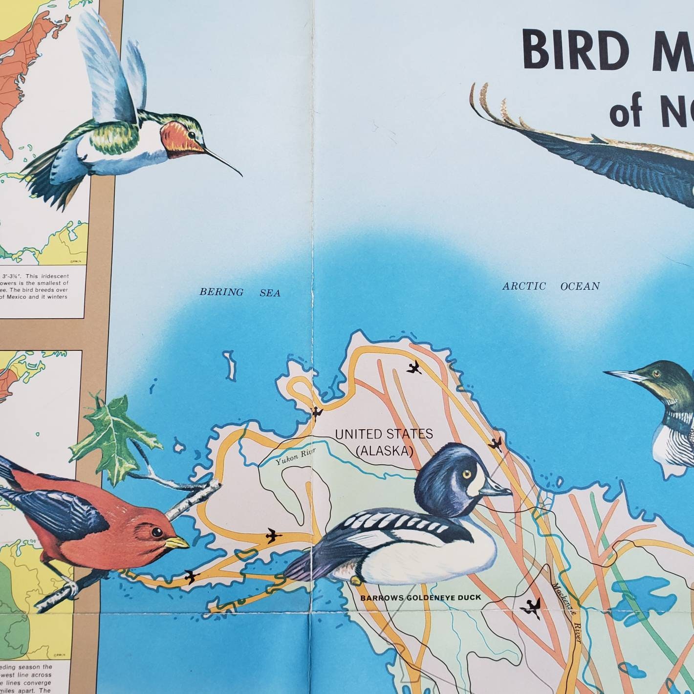 Bird Migration Map of North America, Vintage 1960 Rand Mcnally ...