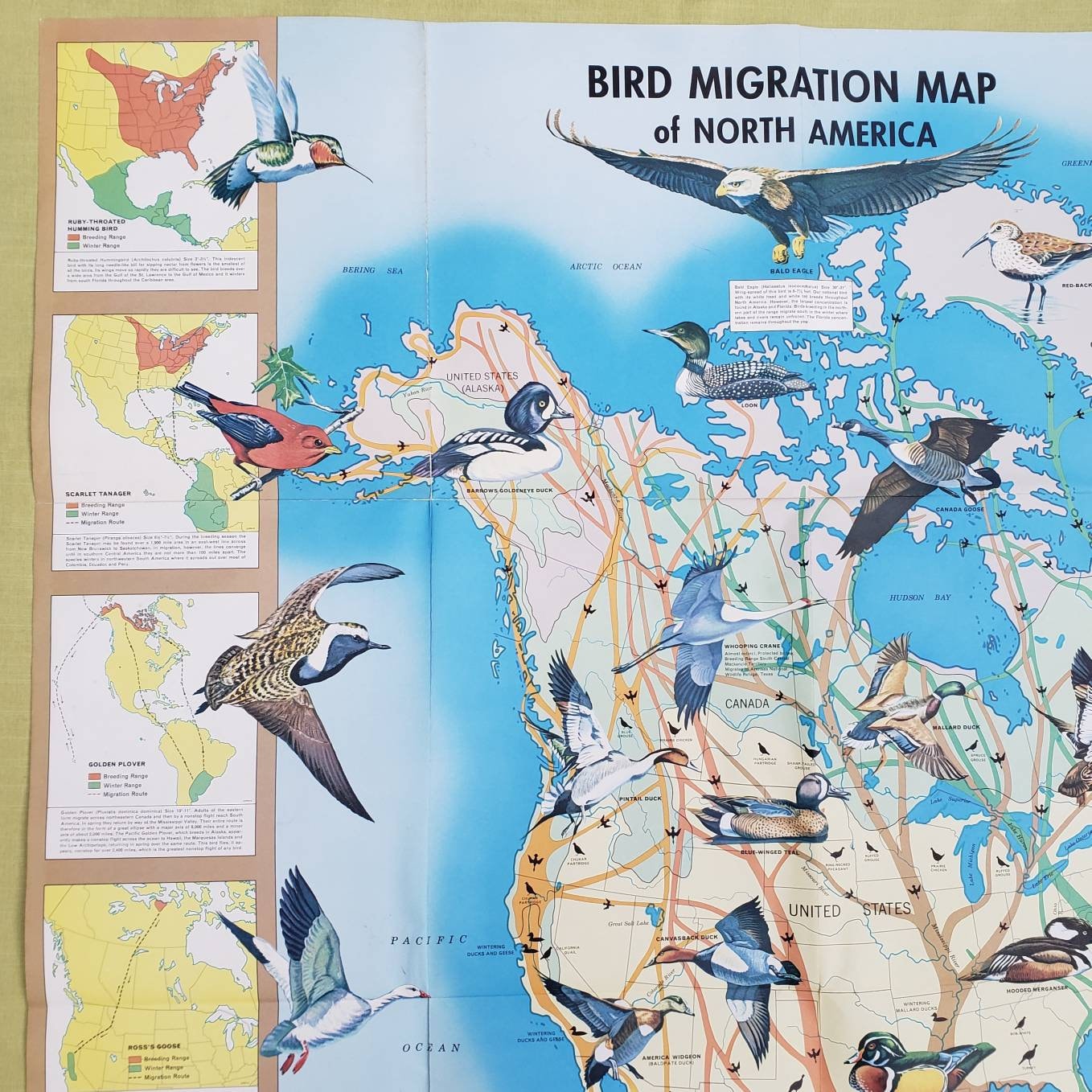 Bird Migration Map of North America, Vintage 1960 Rand Mcnally ...