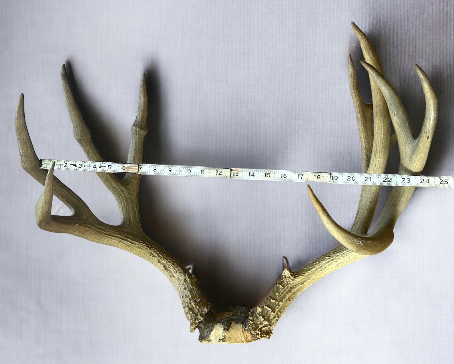 Acorn Tip Deer Antlers, 9 Point Rack, Rustic Cabin Decor - Etsy