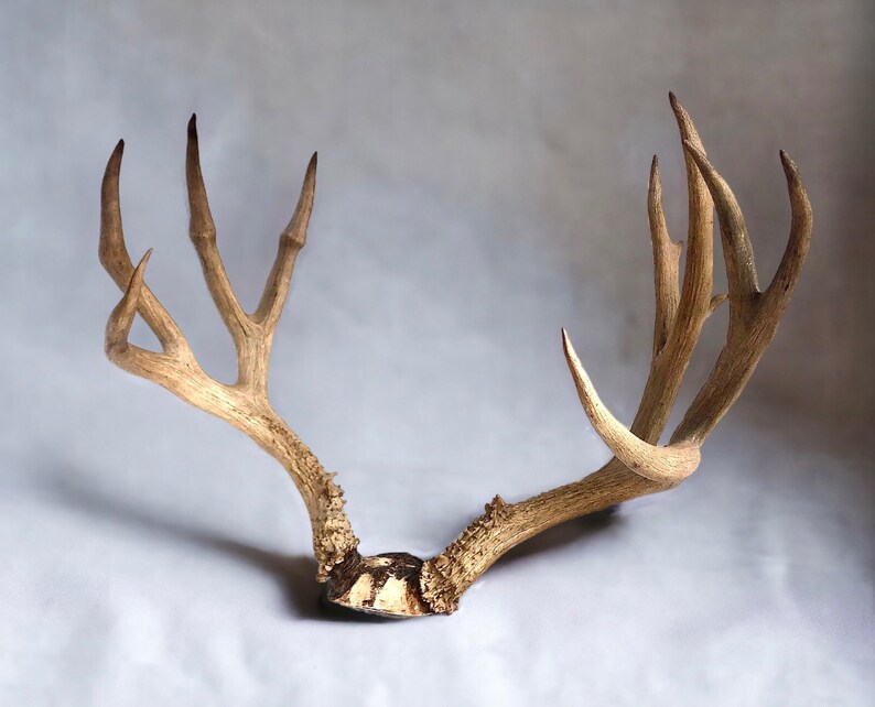Acorn Tip Deer Antlers, 9 Point Rack, Rustic Cabin Decor - Etsy