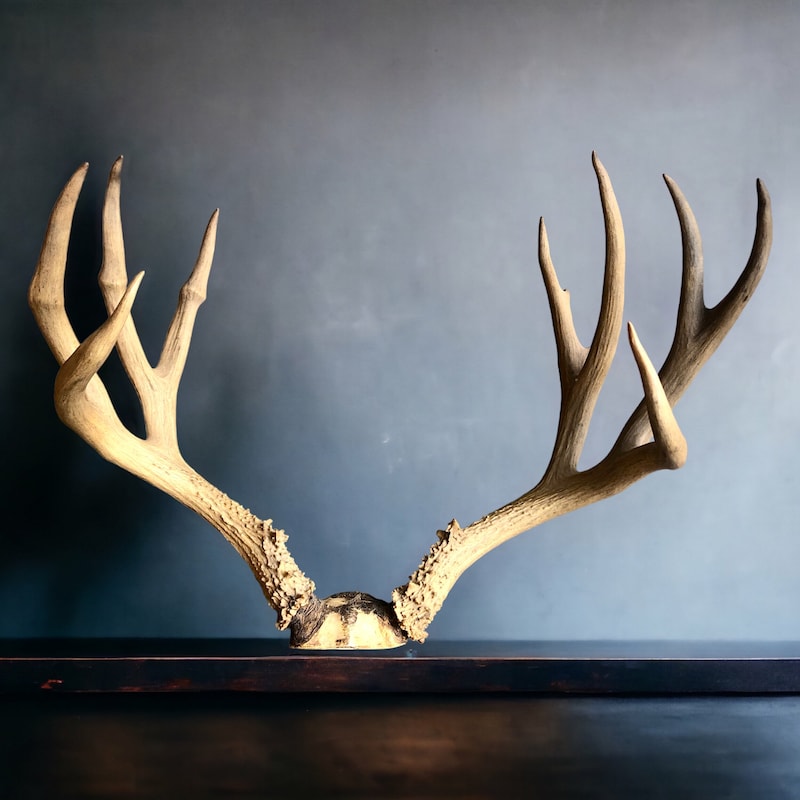 Real Deer Antlers - Etsy
