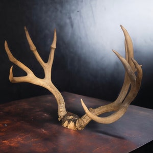 Acorn Tip Deer Antlers, 9 Point Rack, Rustic Cabin Decor - Etsy