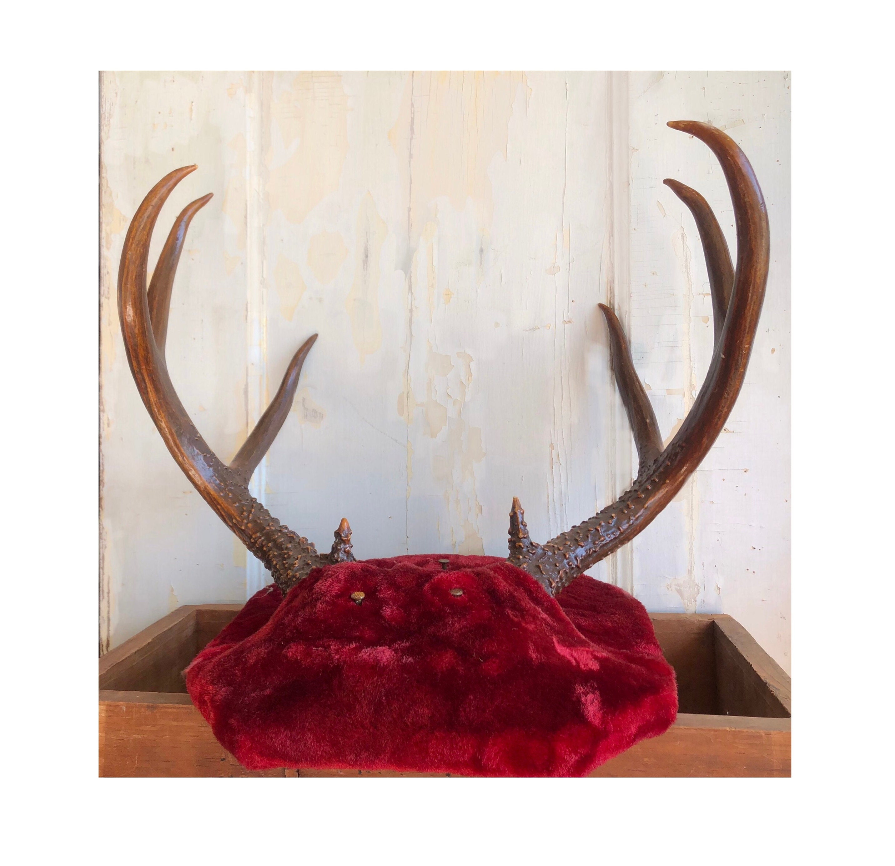 Vintage Mounted Antlers