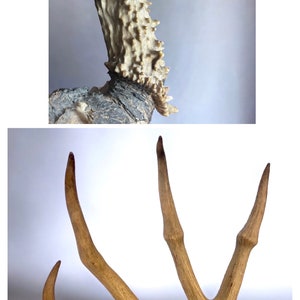 Acorn Tip Deer Antlers, 9 Point Rack, Rustic Cabin Decor - Etsy