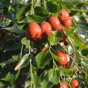 Date Jujube Tree With Original Roots 有机枣树 (non-crafting Tree) NON-GMO ...