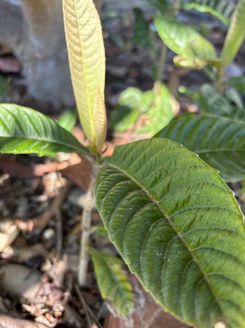 Two Sweet Loquat Japanese Plum Gold Nugget Tropical Fruit Tree 有机枇杷 Non ...