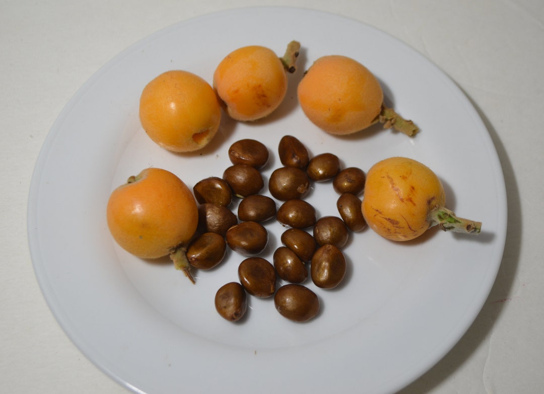 Loquat SEED Japanese Plum 5-20 Organic Tropical 有机枇杷籽 Non-gmo Healthy ...