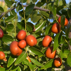 Date Jujube Tree With Original Roots 有机枣树 (non-crafting Tree) NON-GMO ...