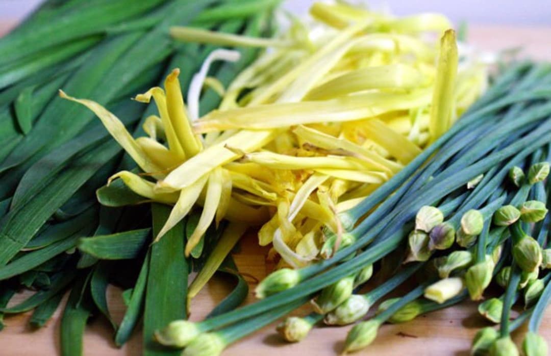 Organic/fresh Herb Chive Bare Roots Chinese Broad Leaf Leek 宽叶韭菜根 Plant ...