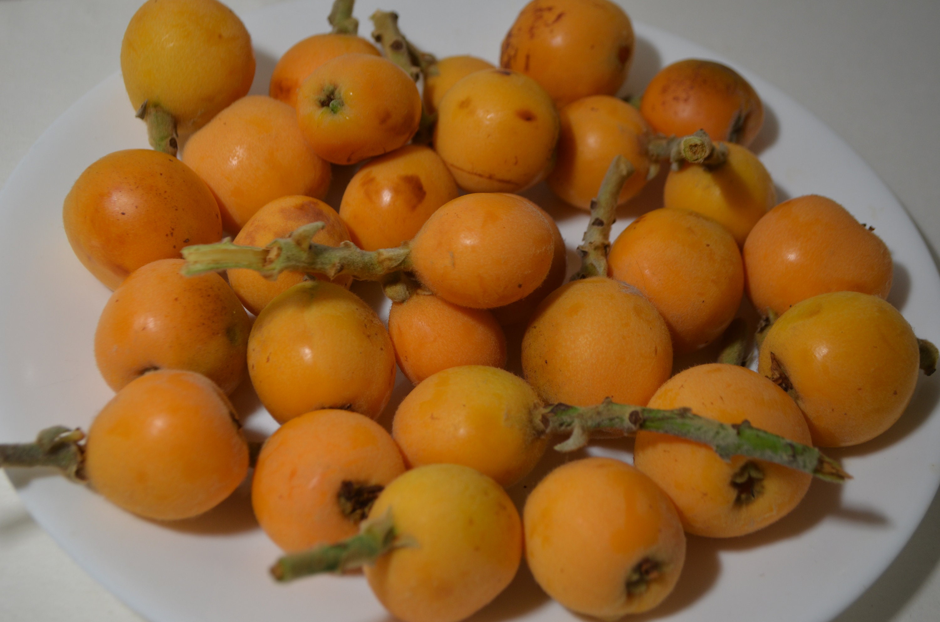 Loquat SEED Japanese Plum 5-20 Organic Tropical 有机枇杷籽 Non-GMO | Etsy