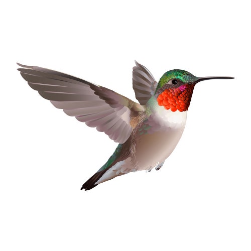 Watercolor Ruby Throated Hummingbird Vinyl Decal for Car - Etsy
