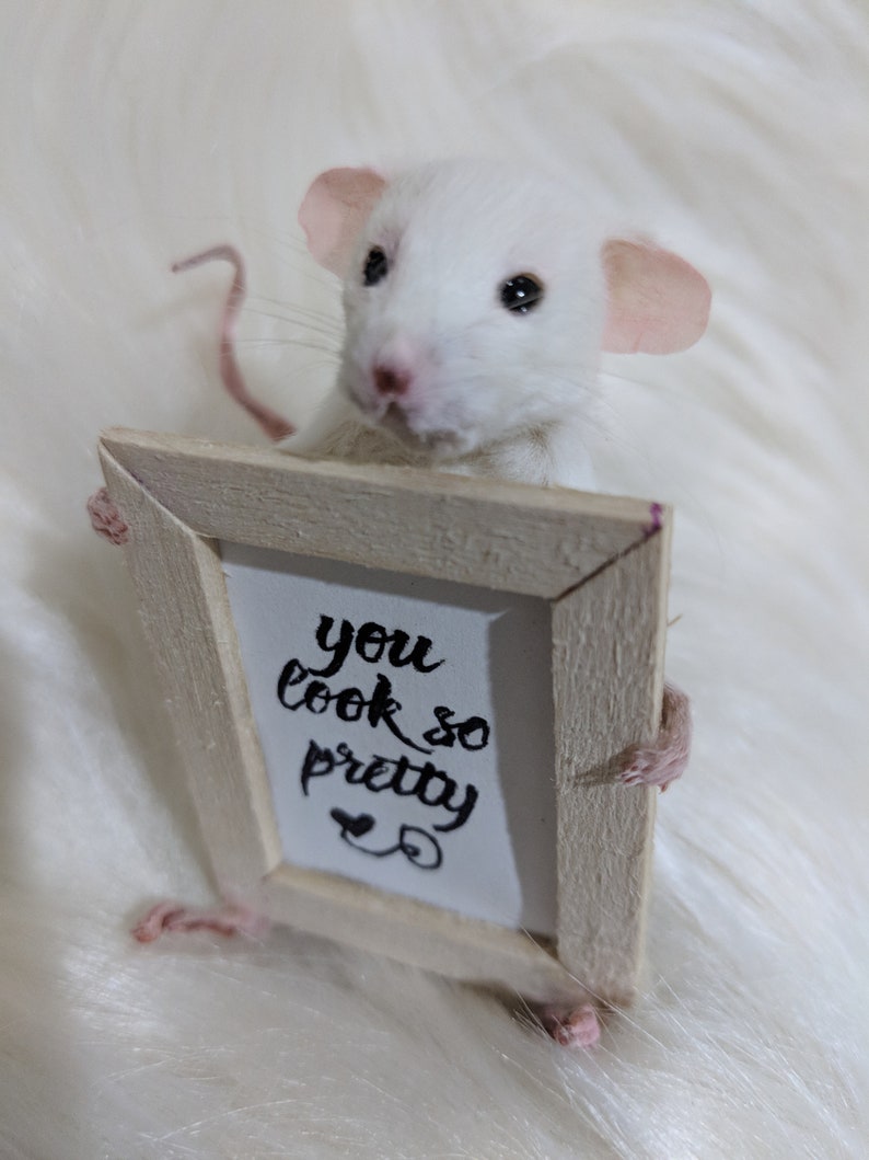 Taxidermy Mouse - Etsy