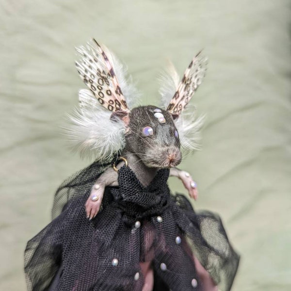 Taxidermy Rat - Etsy