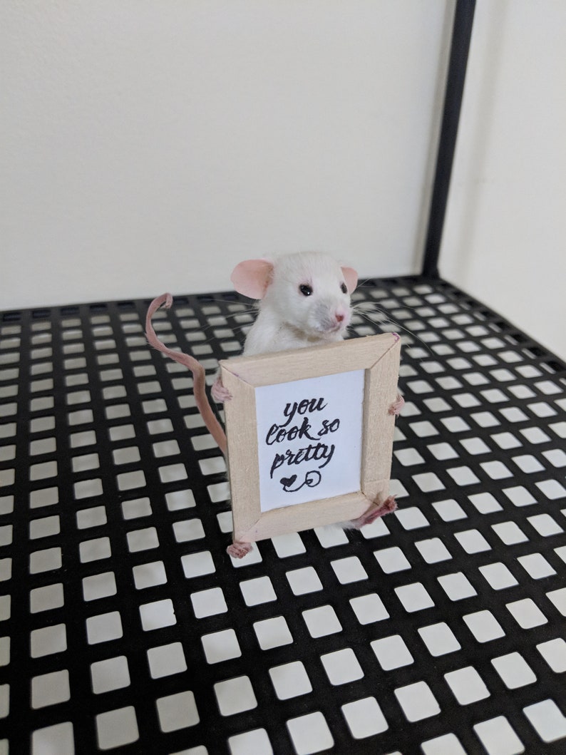 Taxidermy Mouse - Etsy