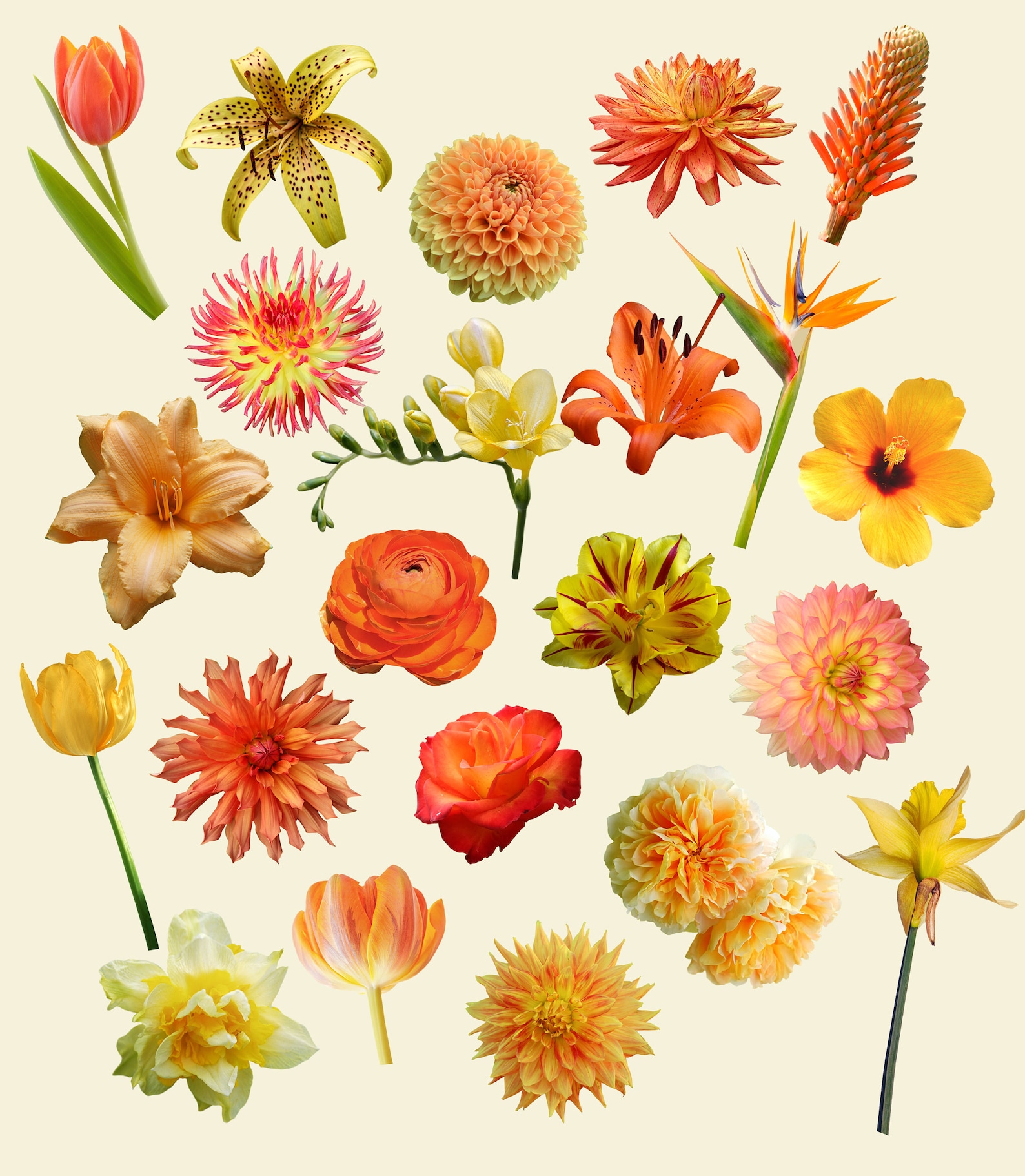 REAL Flower Clipart, Bundle, Flower PNG, White Flower, Rose Clip Art ...