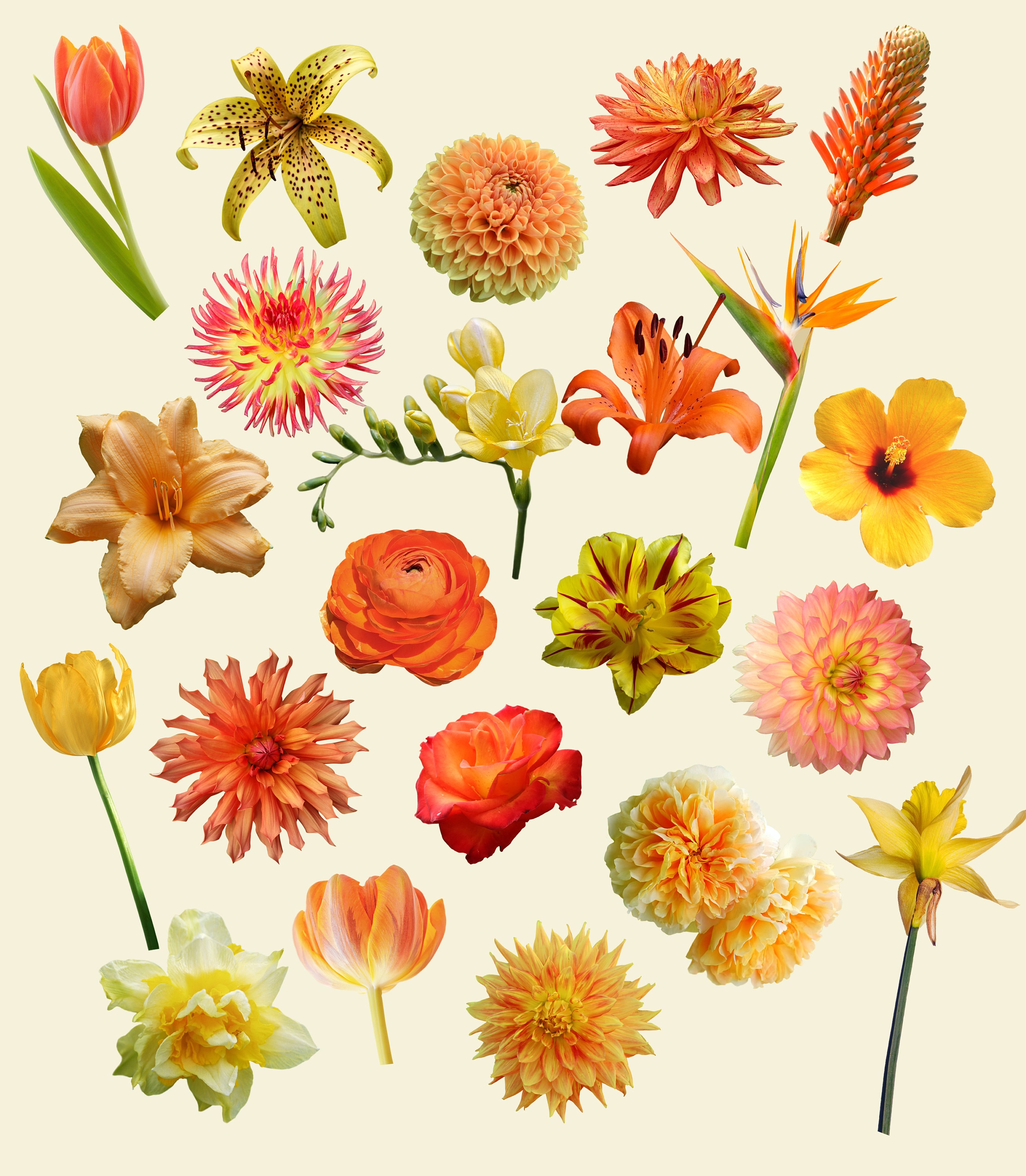 REAL Flower Clipart, Bundle, Flower PNG, White Flower, Rose Clip Art ...