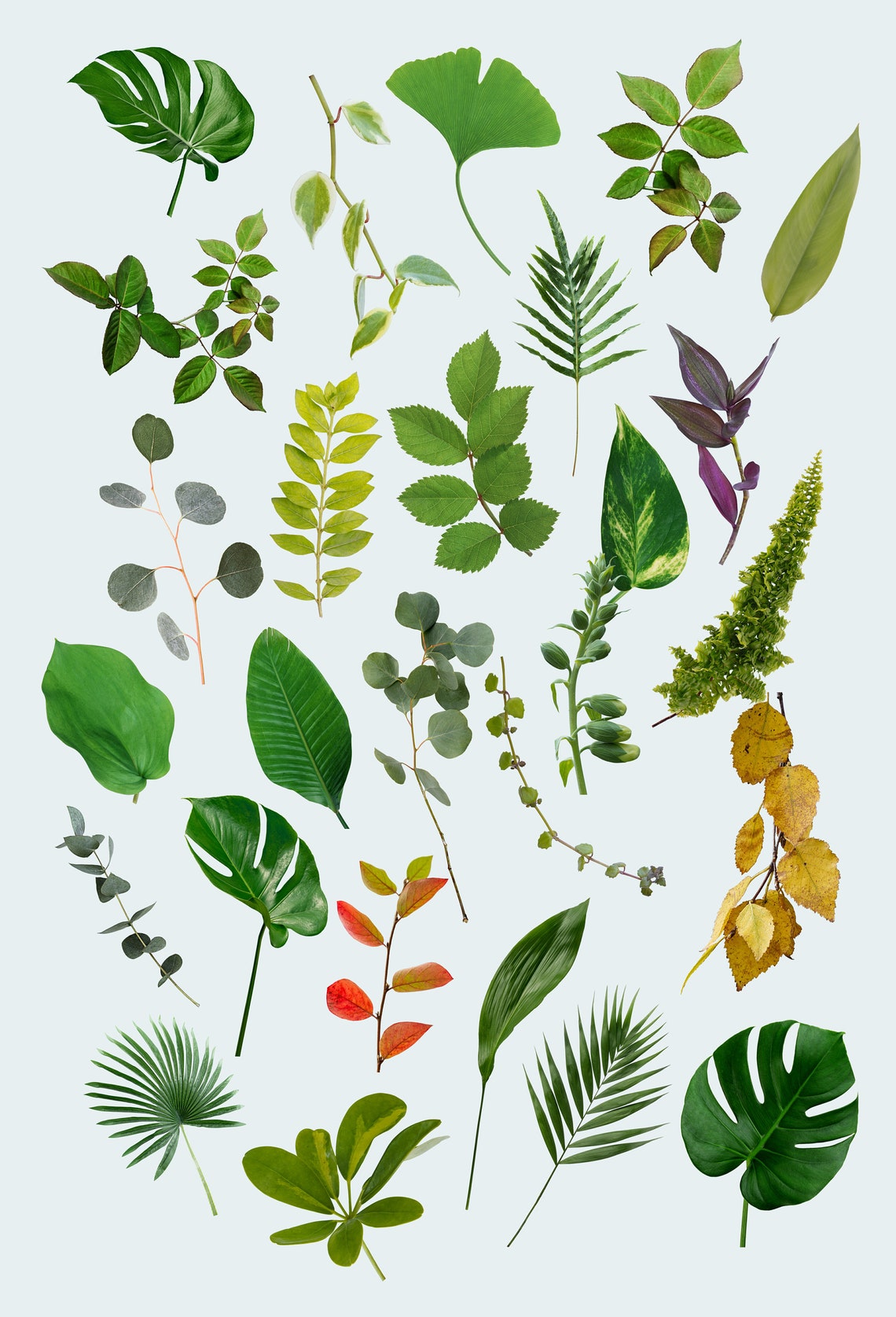 REAL Flower Clipart, Foliage Clip Art, Leaf Clipart, Flower Clip Art ...