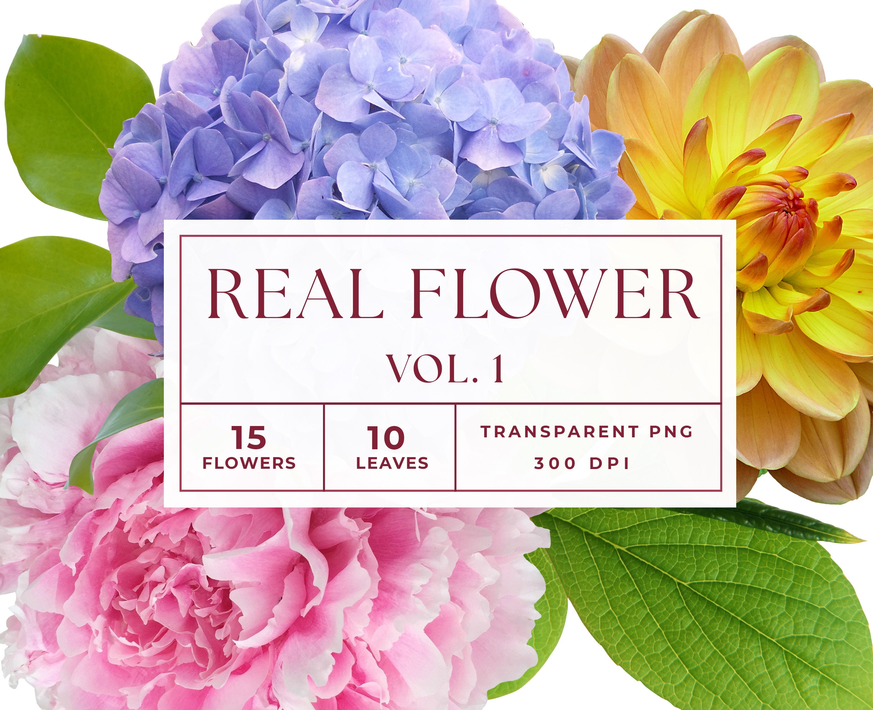 REAL Flower Clipart, Flower Clipart, Leaf Clipart, Flower Clip Art ...