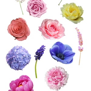 REAL Flower Clipart, Flower Clipart, Leaf Clipart, Flower Clip Art ...