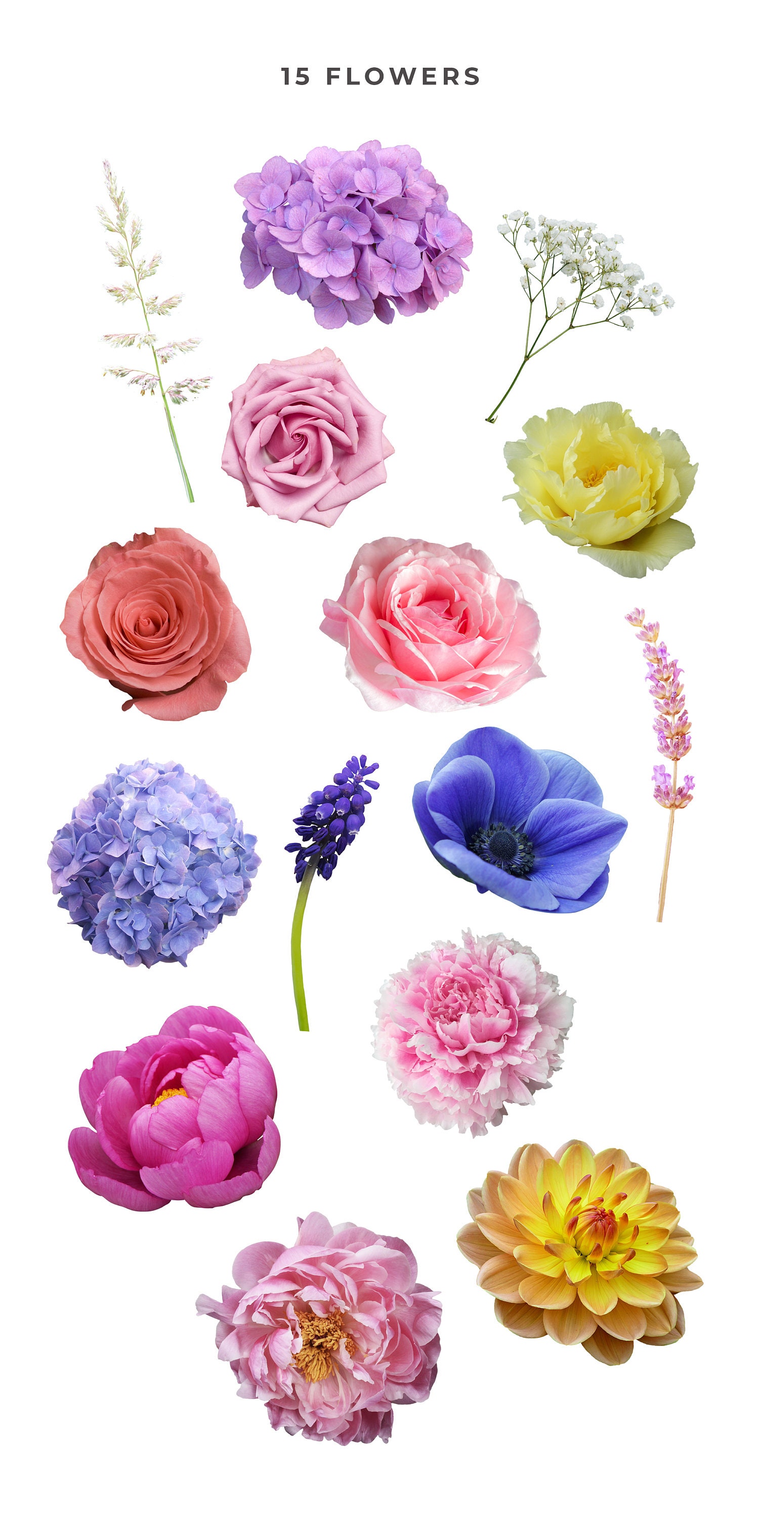 REAL Flower Clipart, Flower Clipart, Leaf Clipart, Flower Clip Art ...