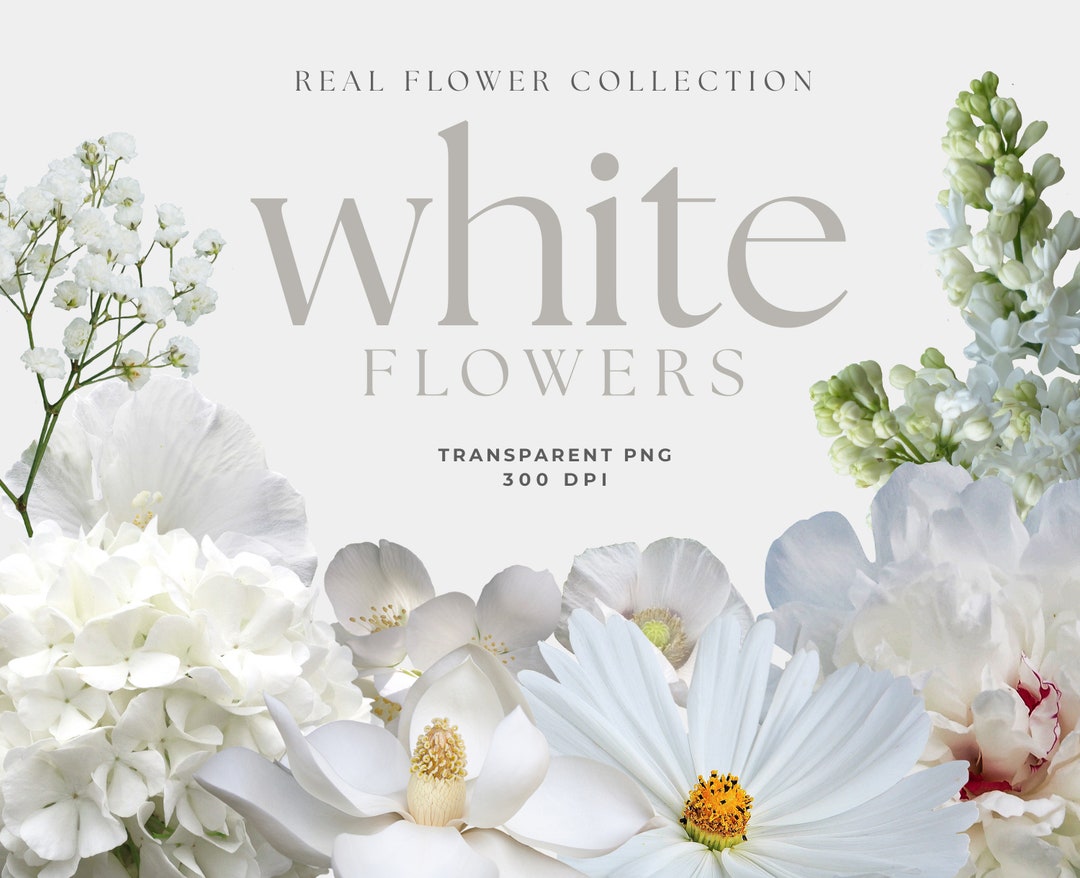 REAL Flower Clipart, Flower PNG, White Flower, Rose Clip Art, Collage ...