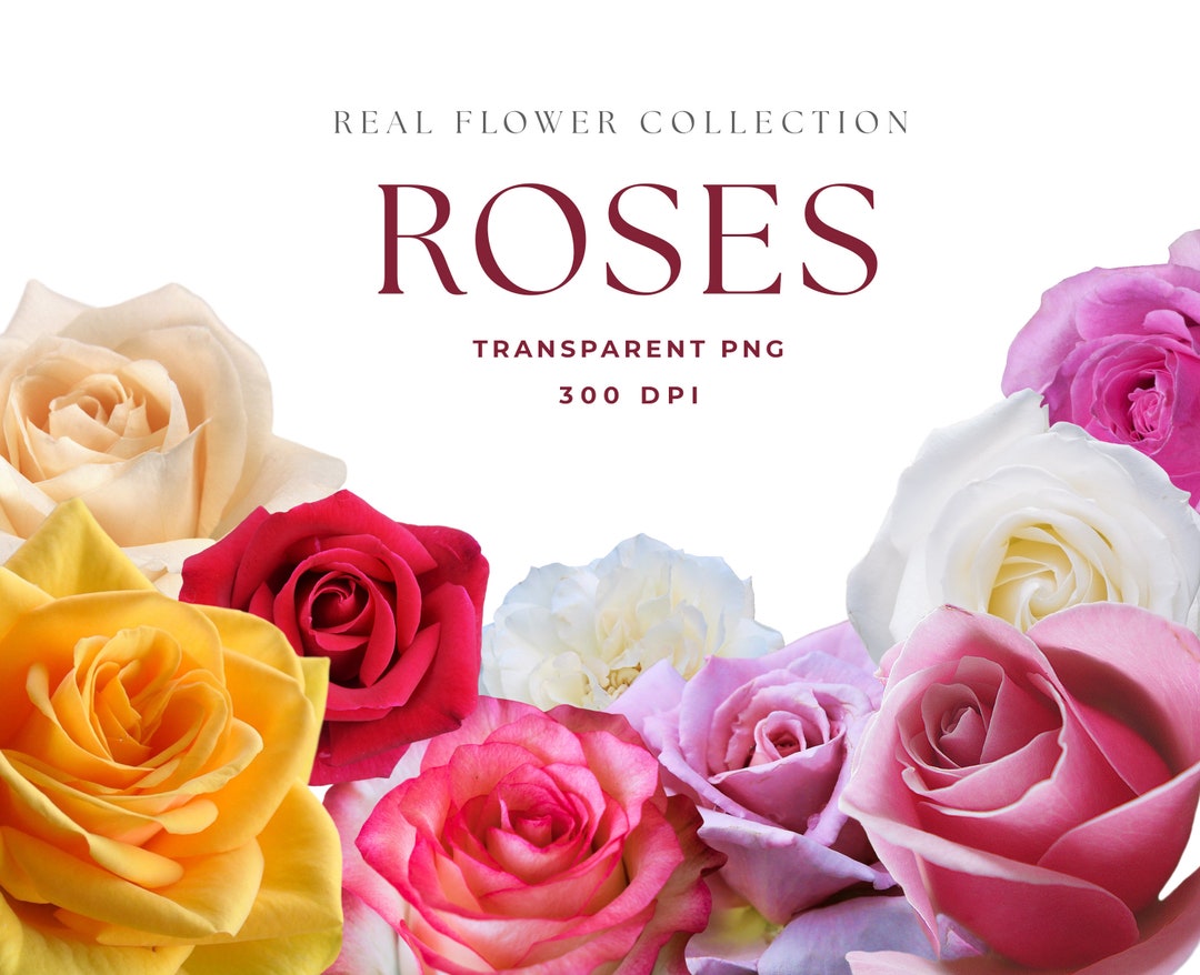 REAL Flower Clipart, Flower Clipart, Rose Flower, Rose Clip Art ...