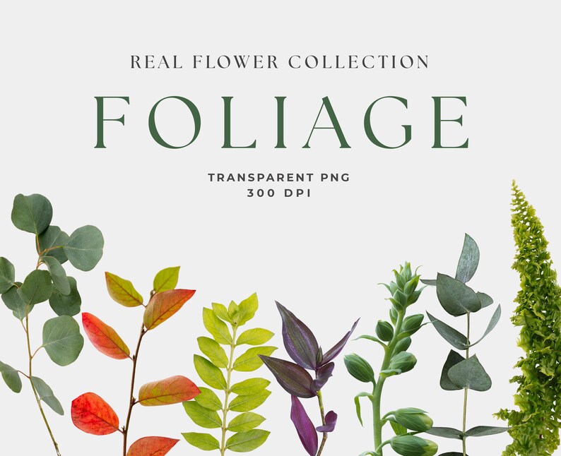 REAL Flower Clipart, Foliage Clip Art, Leaf Clipart, Flower Clip Art ...