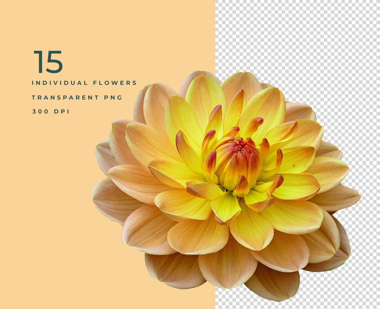 REAL Flower Clipart, Flower Clipart, Leaf Clipart, Flower Clip Art ...