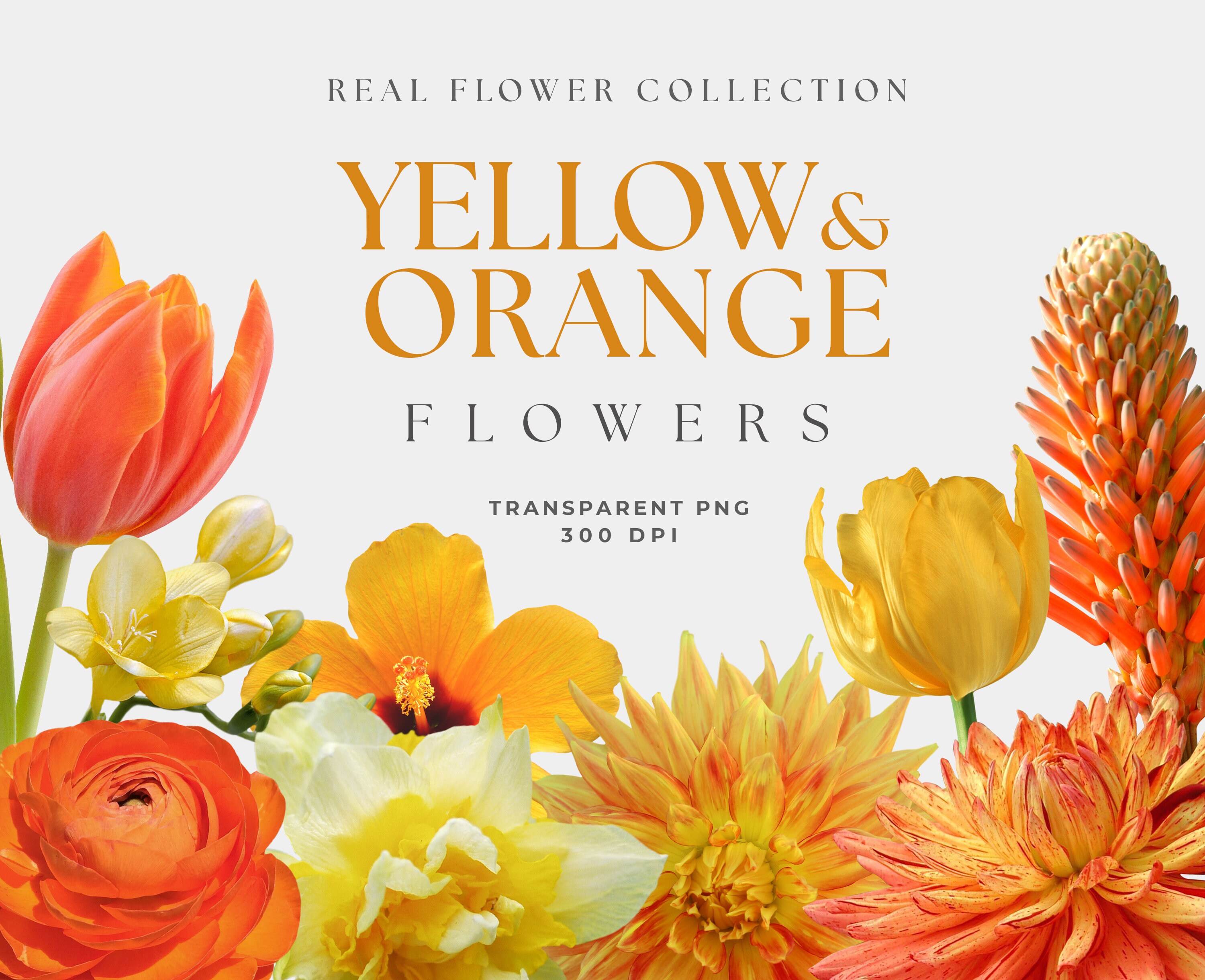 Realistic Flowers, Yellow and Orange Flower, Flower Clip Art, Collage ...