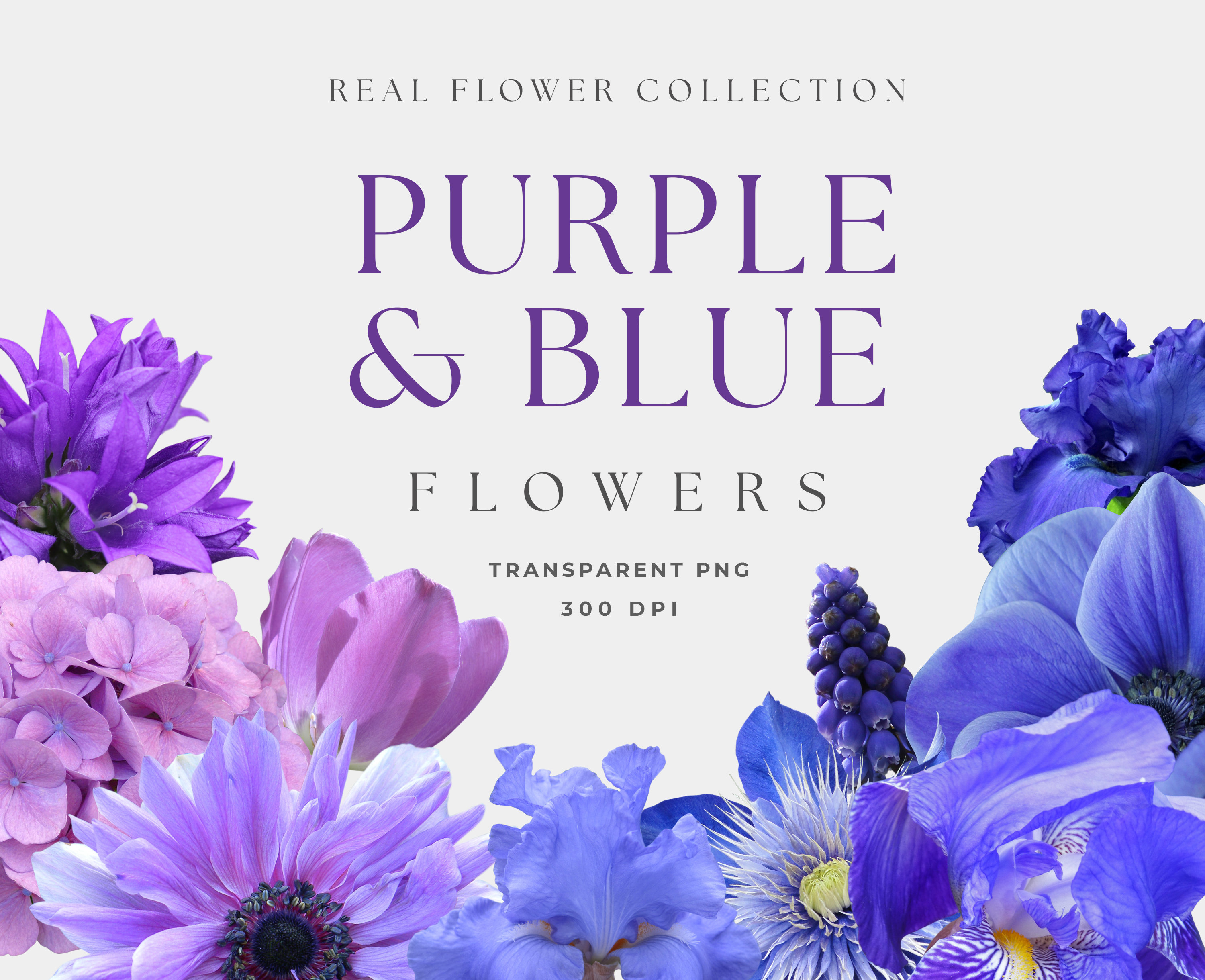 Types Of Purple And Blue Flowers