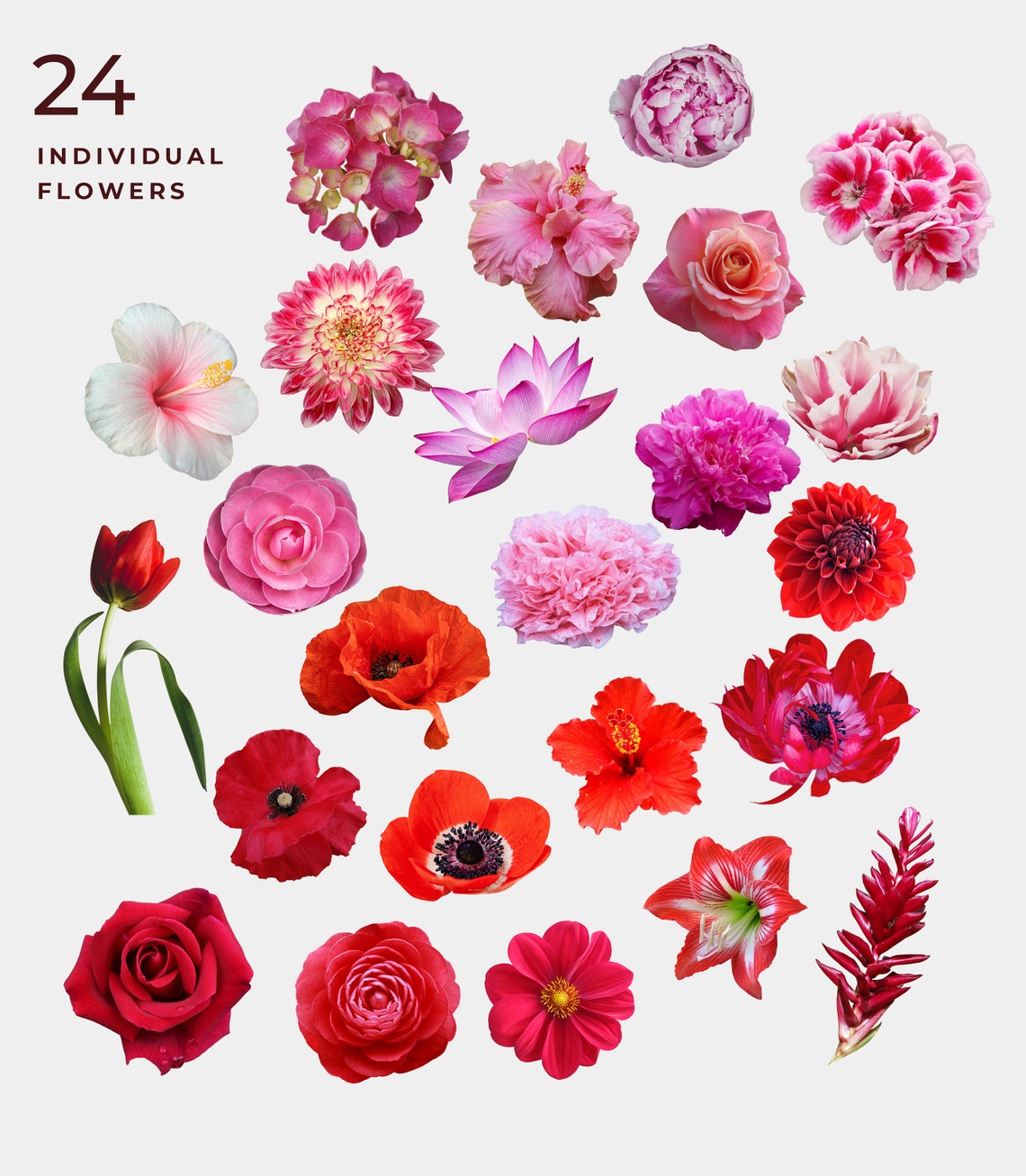 REAL Flower Clipart, Bundle, Flower PNG, White Flower, Rose Clip Art ...