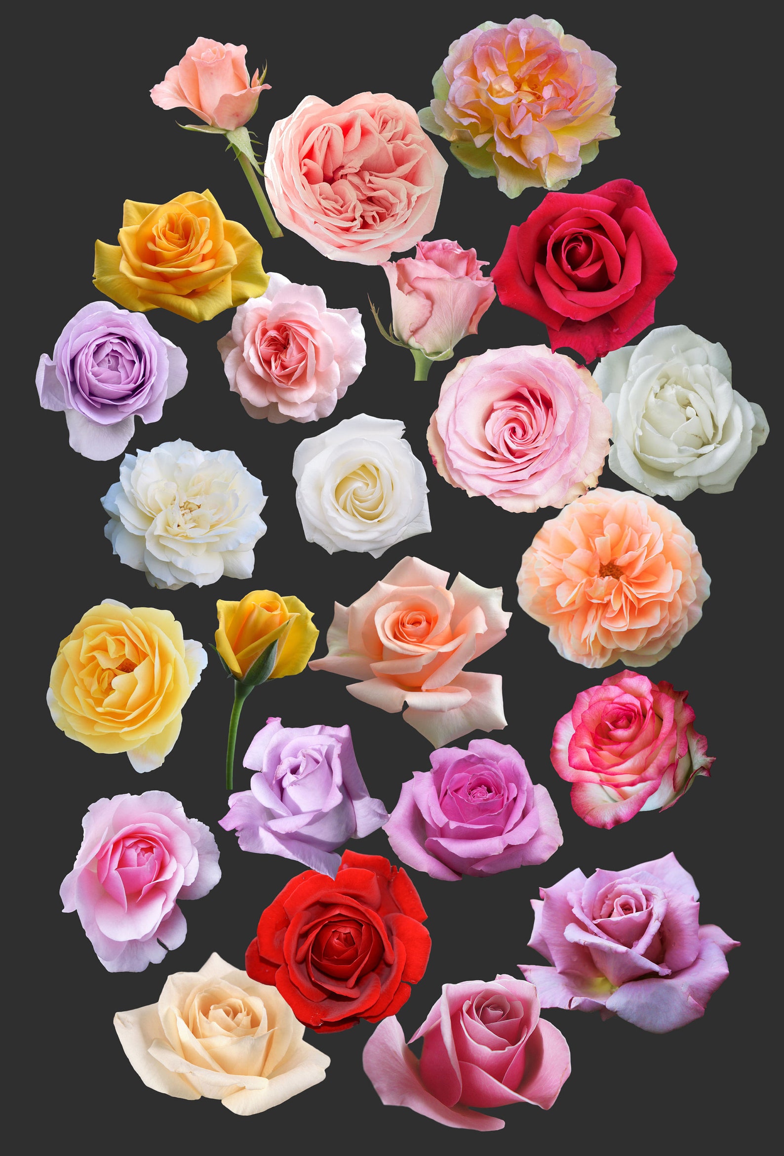 REAL Flower Clipart, Flower Clipart, Rose Flower, Rose Clip Art ...