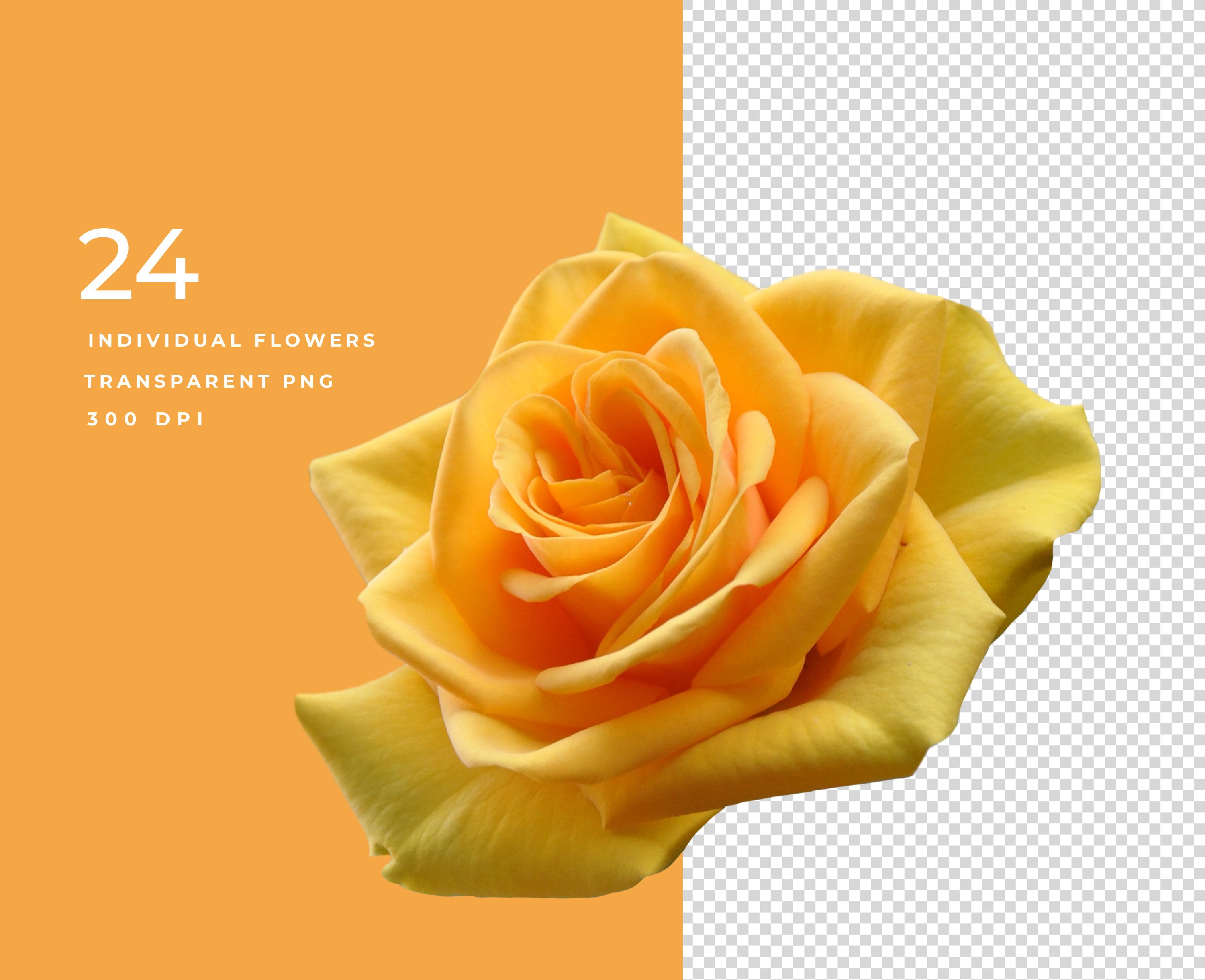 REAL Flower Clipart, Flower Clipart, Rose Flower, Rose Clip Art ...