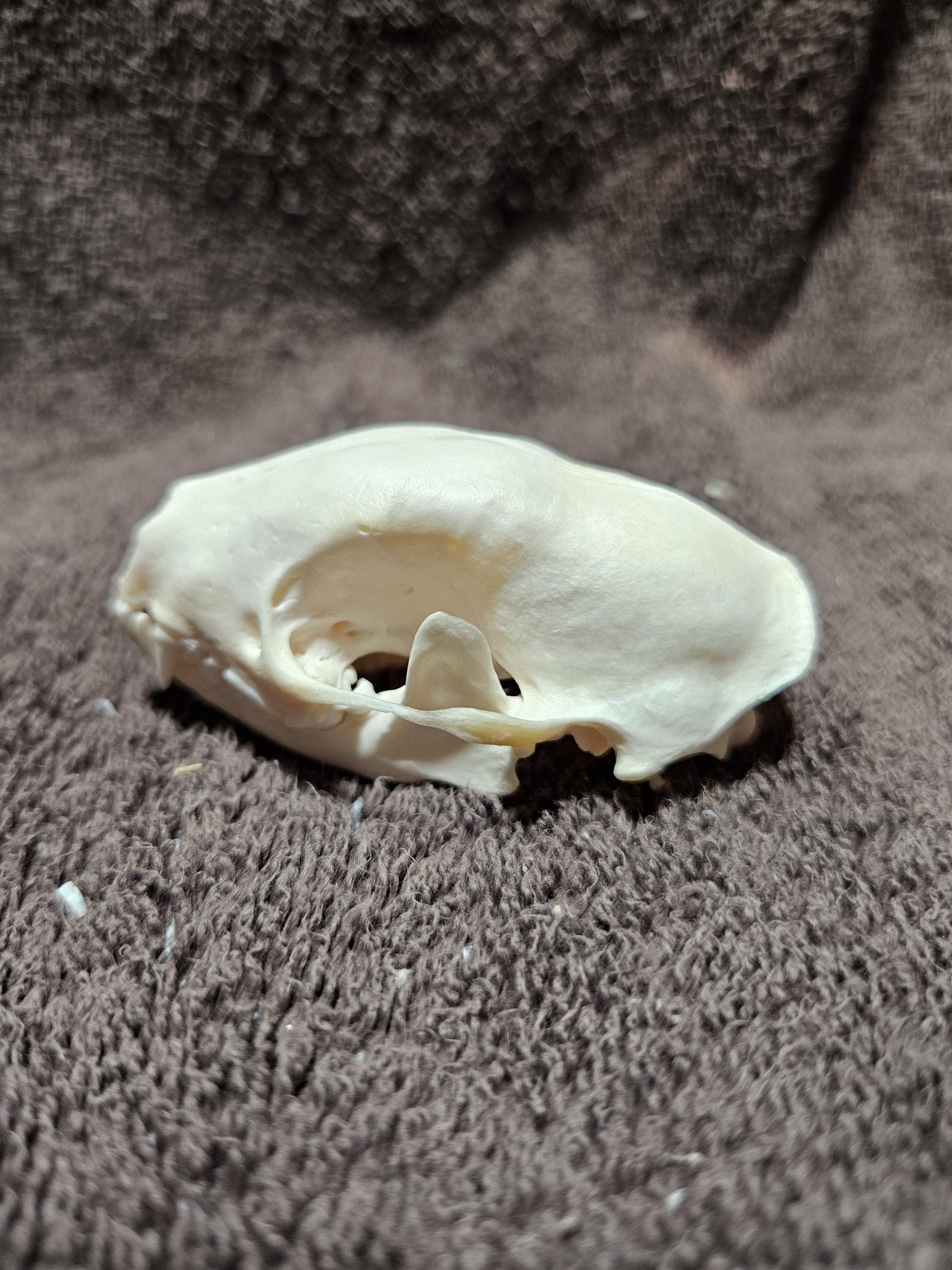 Real Striped Skunk Skull Taxidermy Skull Bone Art Museum Outdoors Decor ...