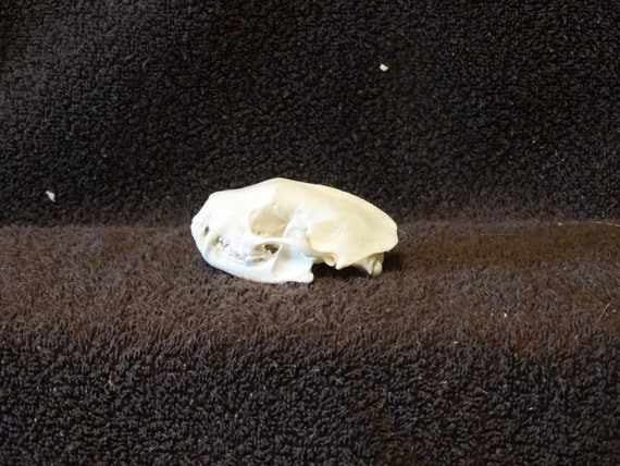 Real Striped Skunk Skull Taxidermy Skull Bone Art Museum | Etsy