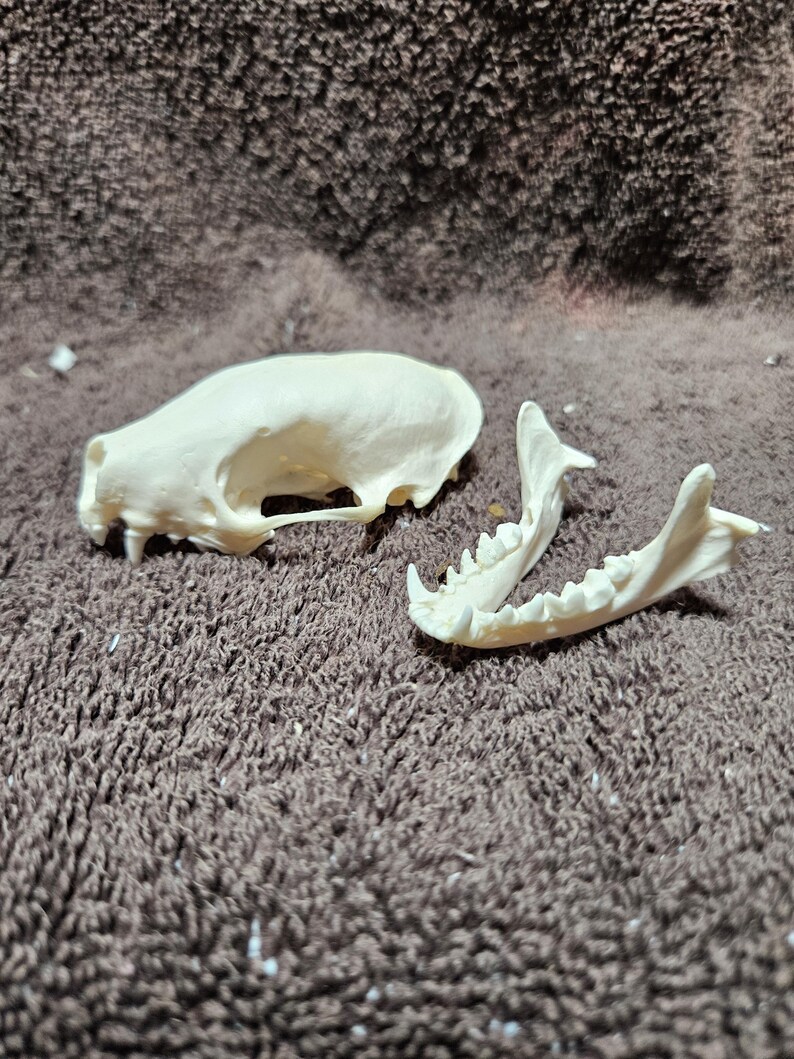 Real Striped Skunk Skull Taxidermy Skull Bone Art Museum Outdoors Decor ...