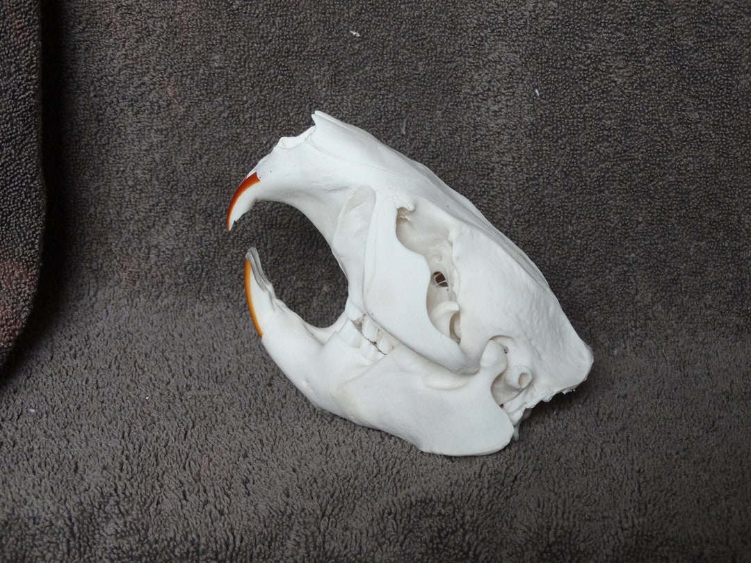 Real MONSTER Beaver Skull Taxidermy Science Museum Art Cabin Decor - Etsy