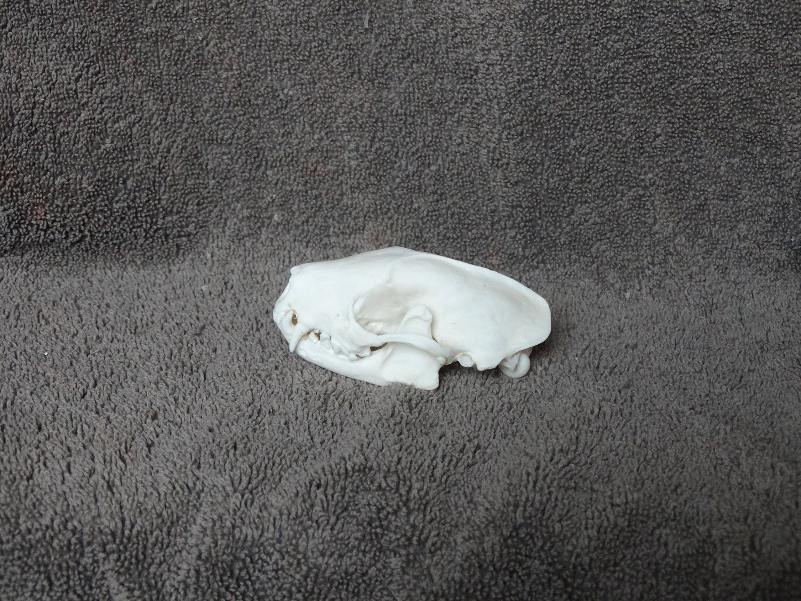 Real Striped Skunk Skull Taxidermy Skull Bone Art Museum Outdoors Decor ...