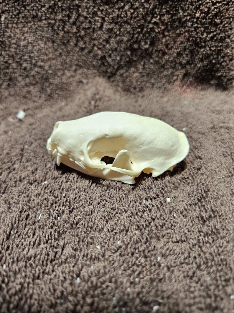Real Striped Skunk Skull Taxidermy Skull Bone Art Museum Outdoors Decor ...