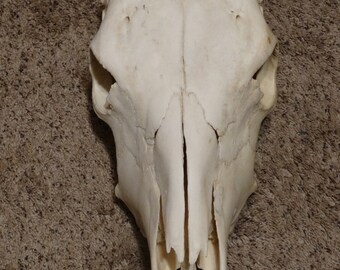 Real cow skull | Etsy