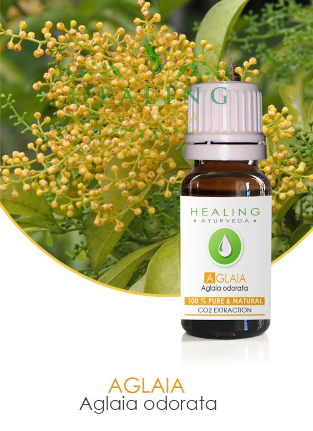 Aglaia Flower Oil, CO2 Extracted, Aglaia Odorata, 100% Pure Natural ...