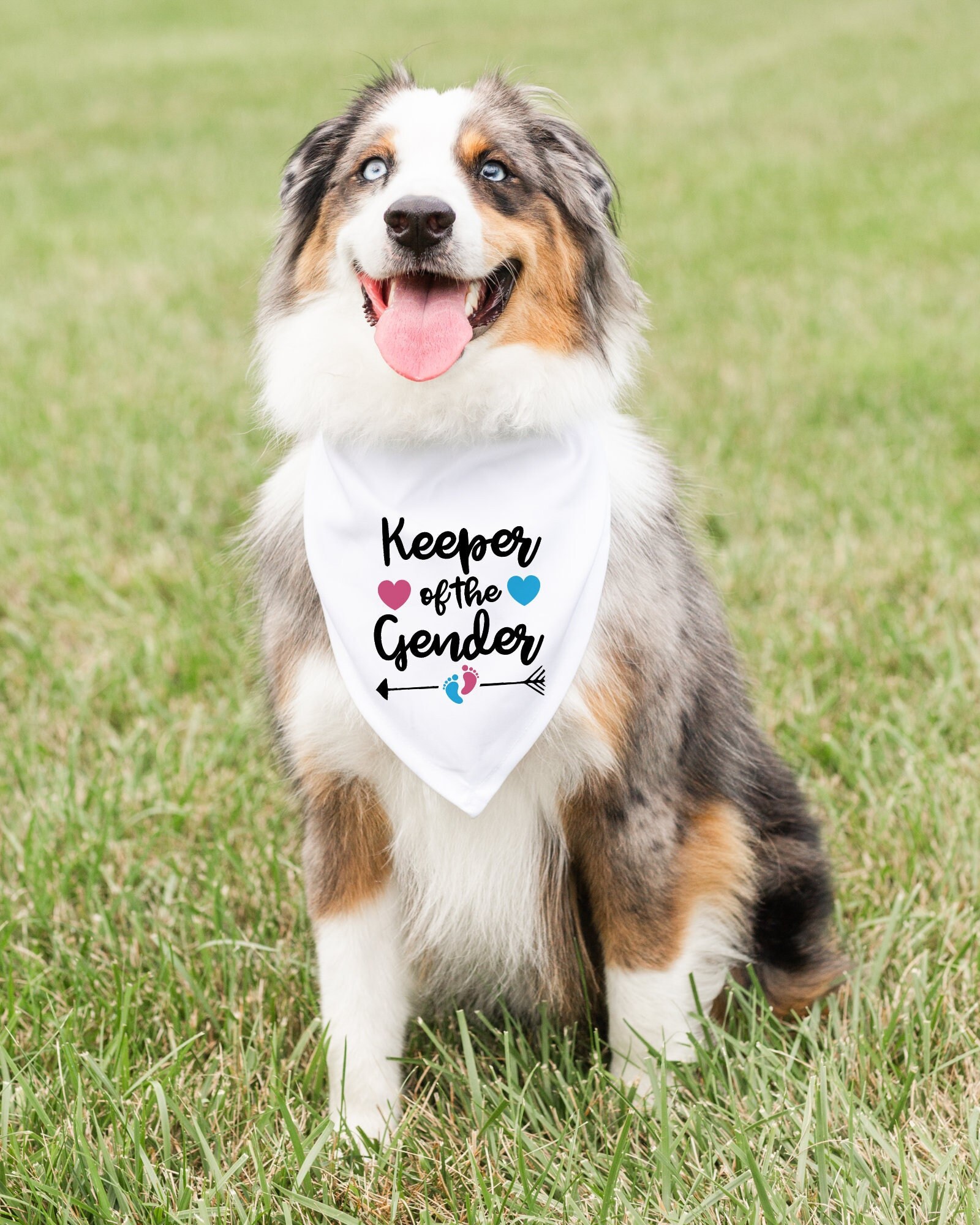 What Gender Is A Dog