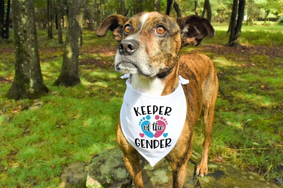 What Dog Gender Is Best