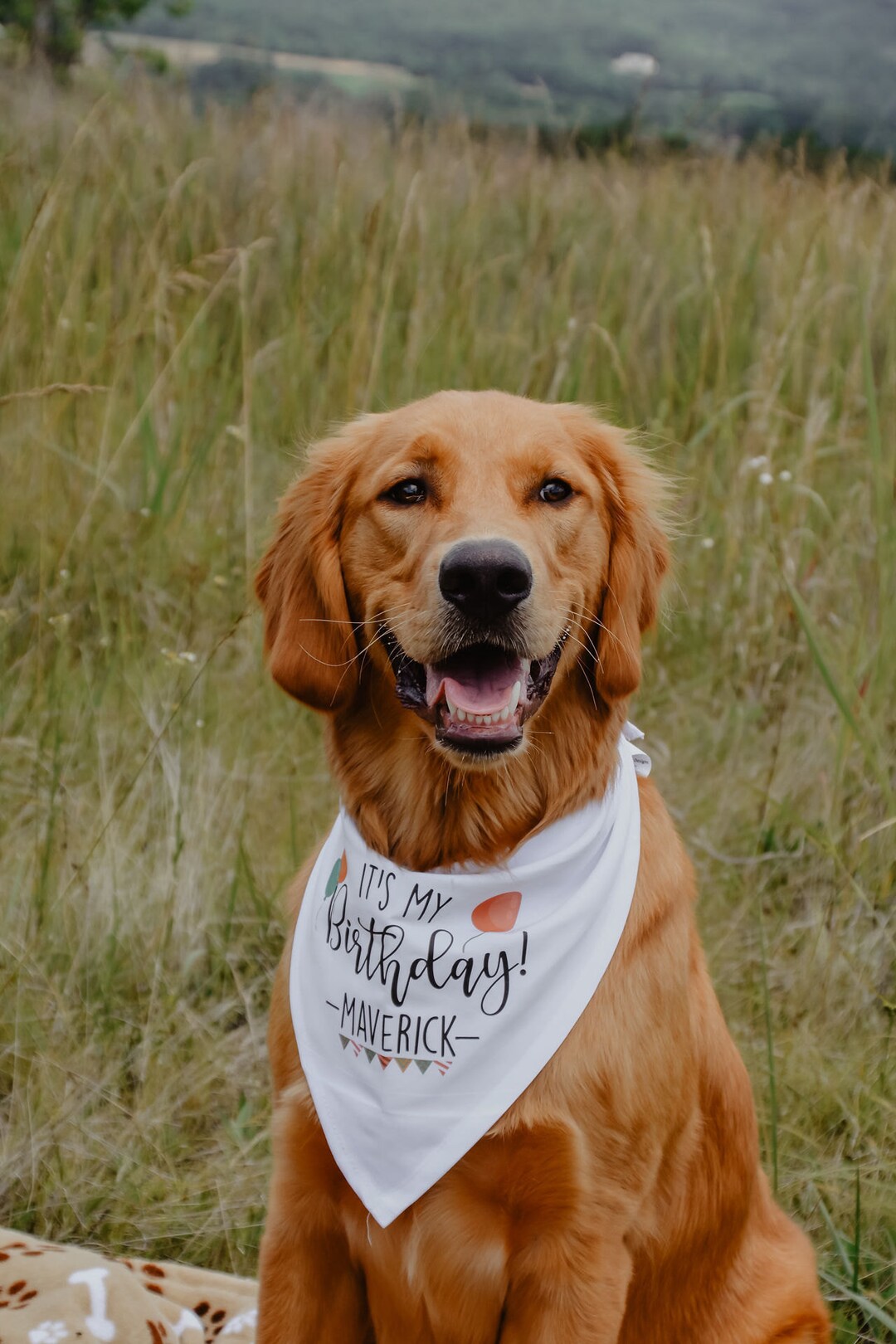 Birthday Dog, Dog Birthday Bandana, Dog Birthday Party, Dog Birthday ...