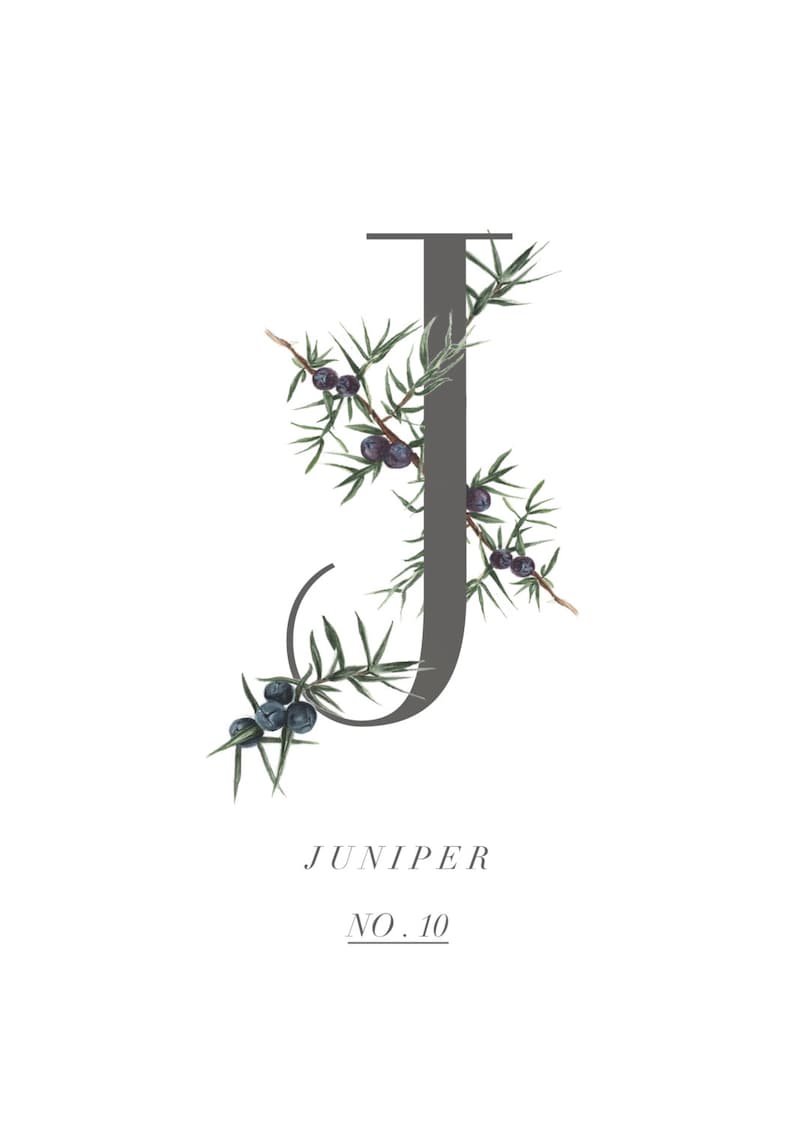 Botanical Illustration. Alphabet Print. Limited Edition Fine Art Print ...