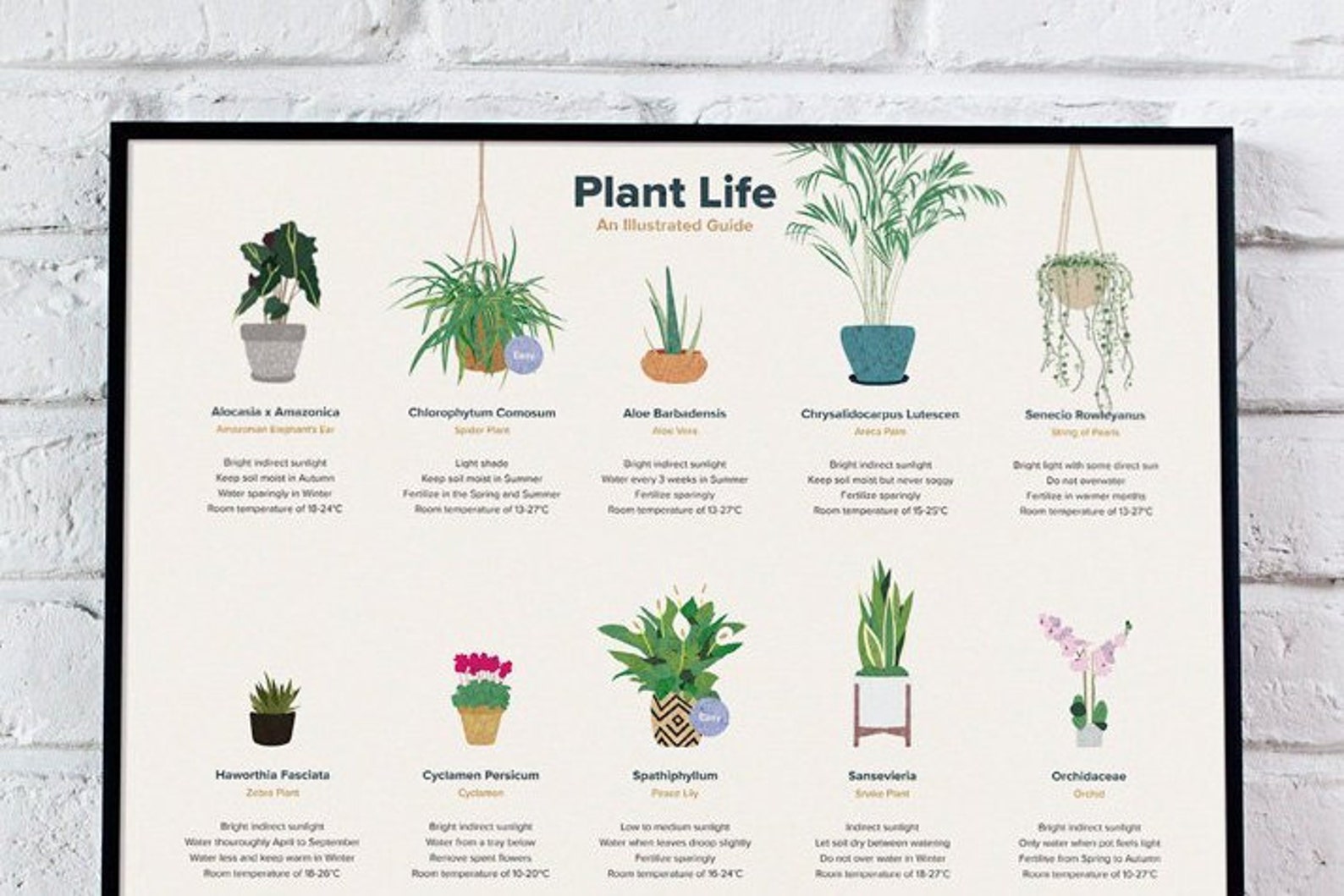 Houseplant Poster // Plant Print // Monstera Deliciosa | Etsy